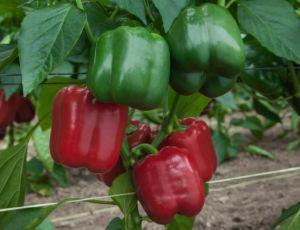 Beniel F1 - Variety Ardei | Syngenta