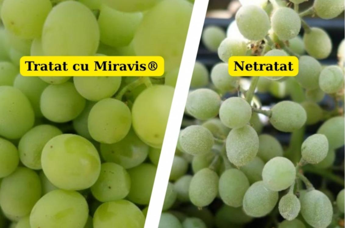 MIRAVIS® – eficacitate excelentă în controlul făinării la vița-de-vie ...